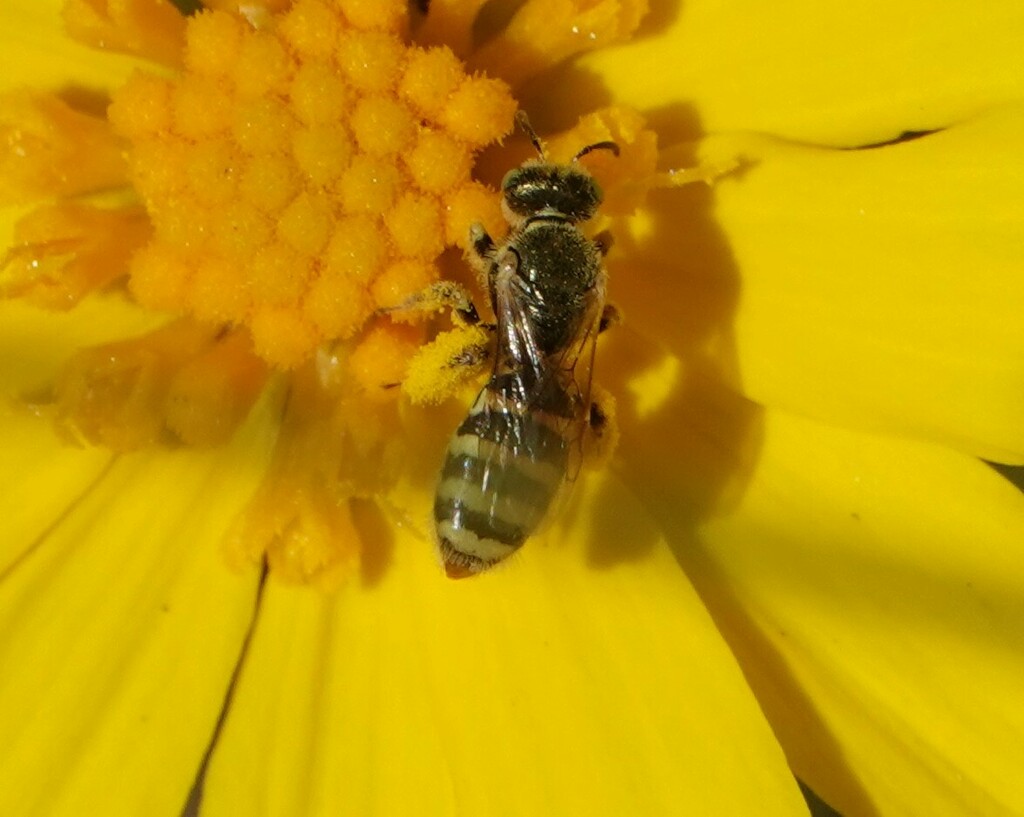 Cockerellia from East Lake, FL, USA on November 3, 2024 at 11:10 AM by ...
