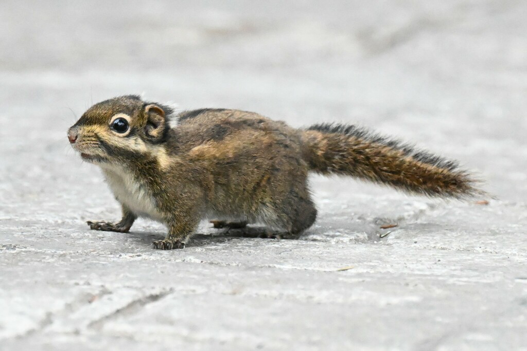 Swinhoe's Striped Squirrel from Hongya County, Meishan, Sichuan, China ...