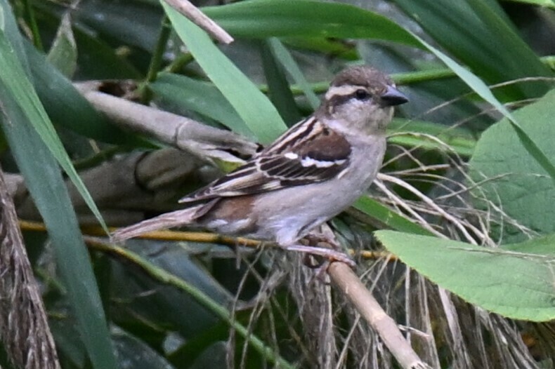 Russet Sparrow from Hongya County, Meishan, Sichuan, China on May 17 ...