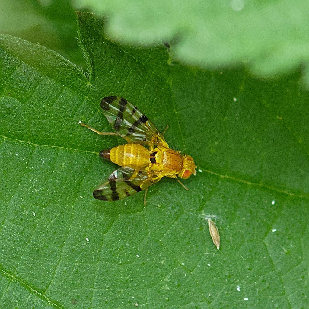 Rose Hip Fly from 7400 Herning, Danmark on July 12, 2024 at 12:25 PM by ...