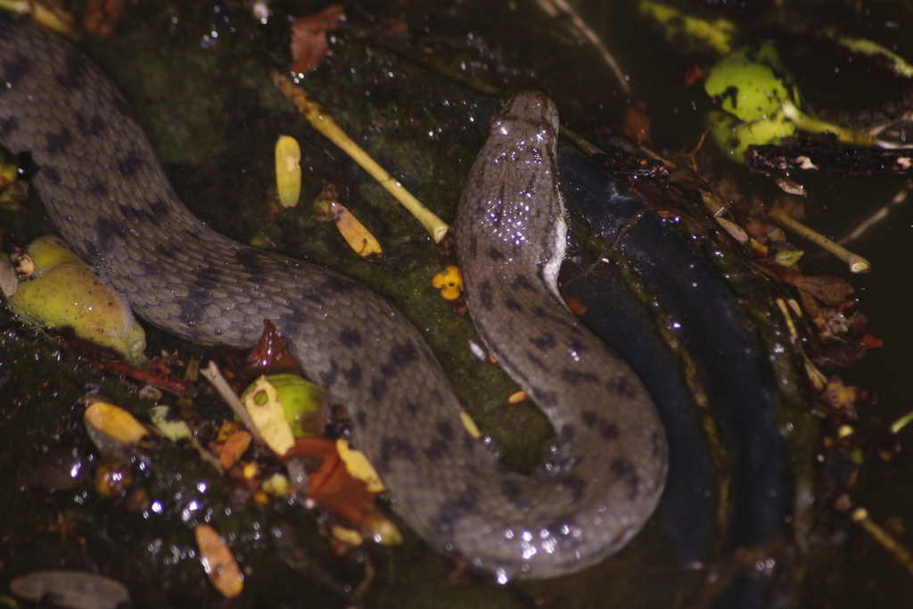 Southeast Asian Bockadam from semarang barat on November 1, 2024 by ...
