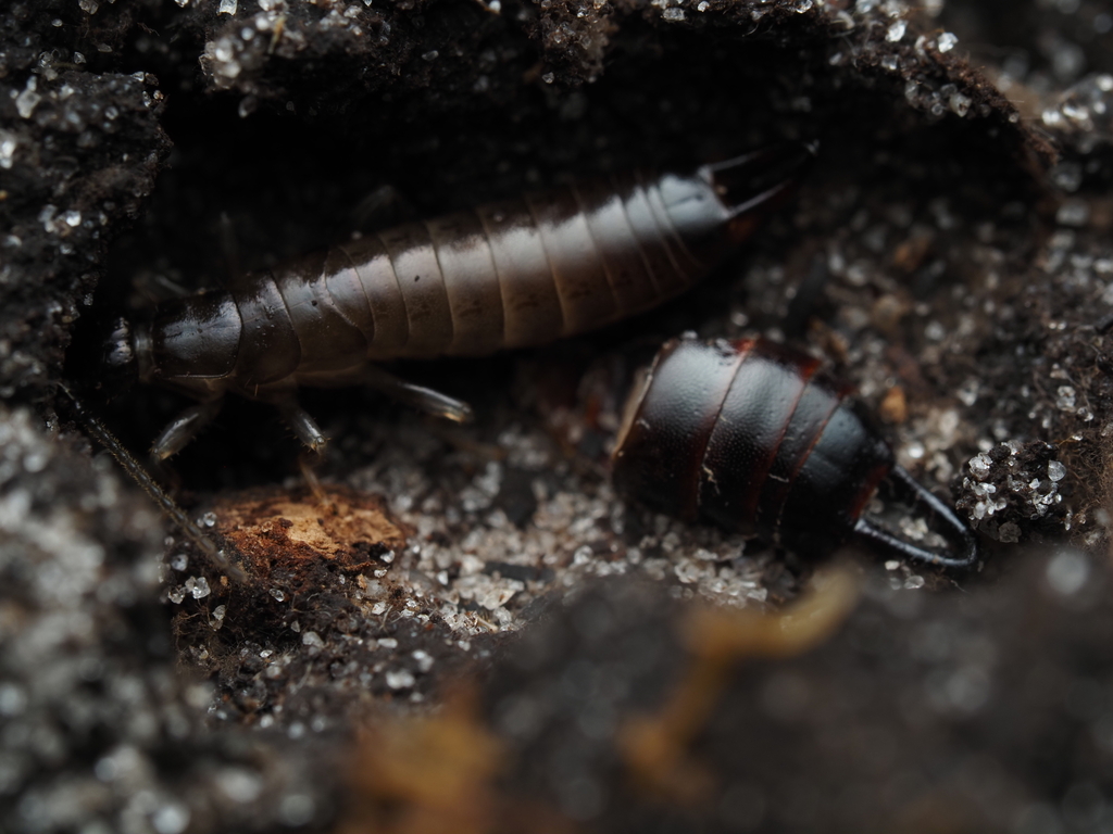Anisolabididae from Coral Gables, FL, USA on November 3, 2024 at 04:42 ...