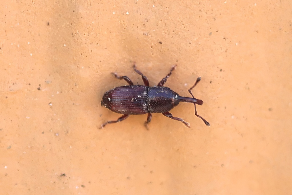 Rhynchophorini from Los Nietos, La Habra, CA 90631, USA on November 3 ...