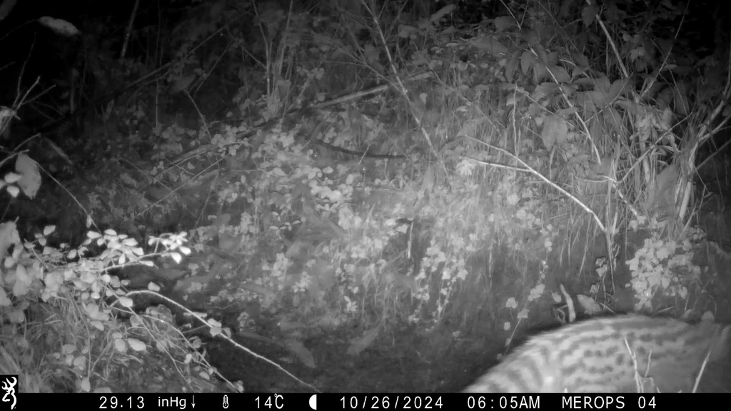 Northern Small-spotted Genet in October 2024 by Sophie Mowles · iNaturalist