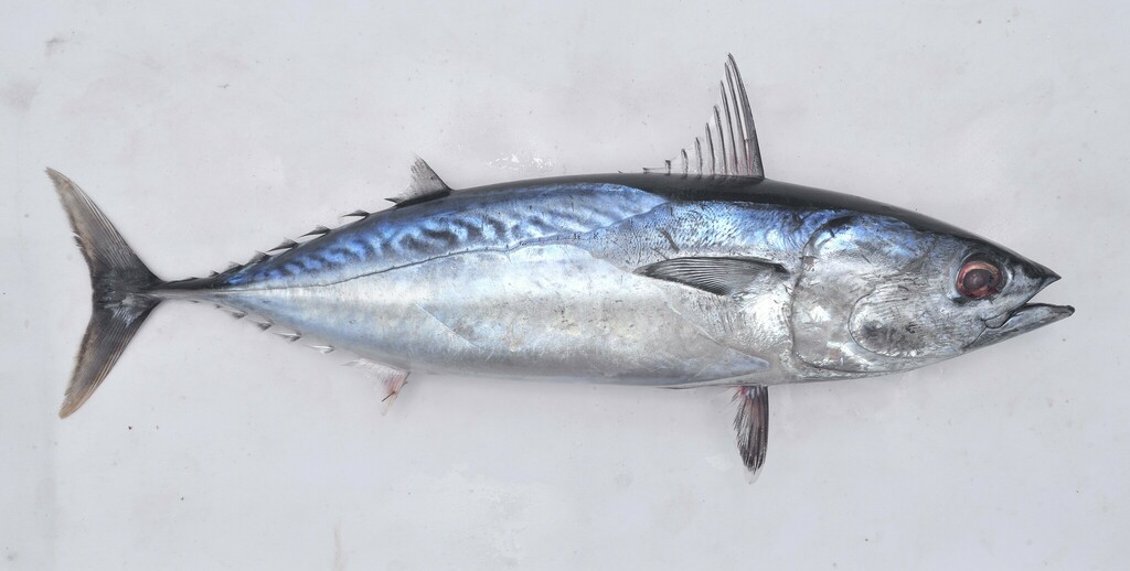 Frigate Tuna (Auxis thazard) - Marine Life Identification