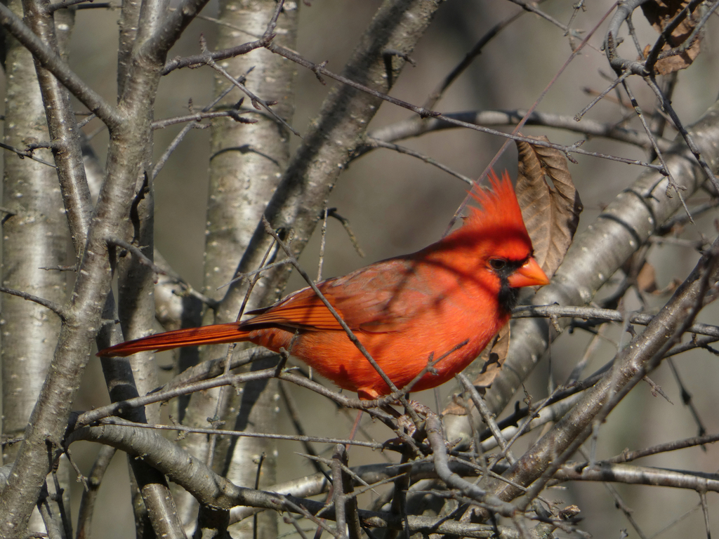 Northern Cardinal from St. Jacobs, ON, Canada on November 2, 2024 at 03 ...