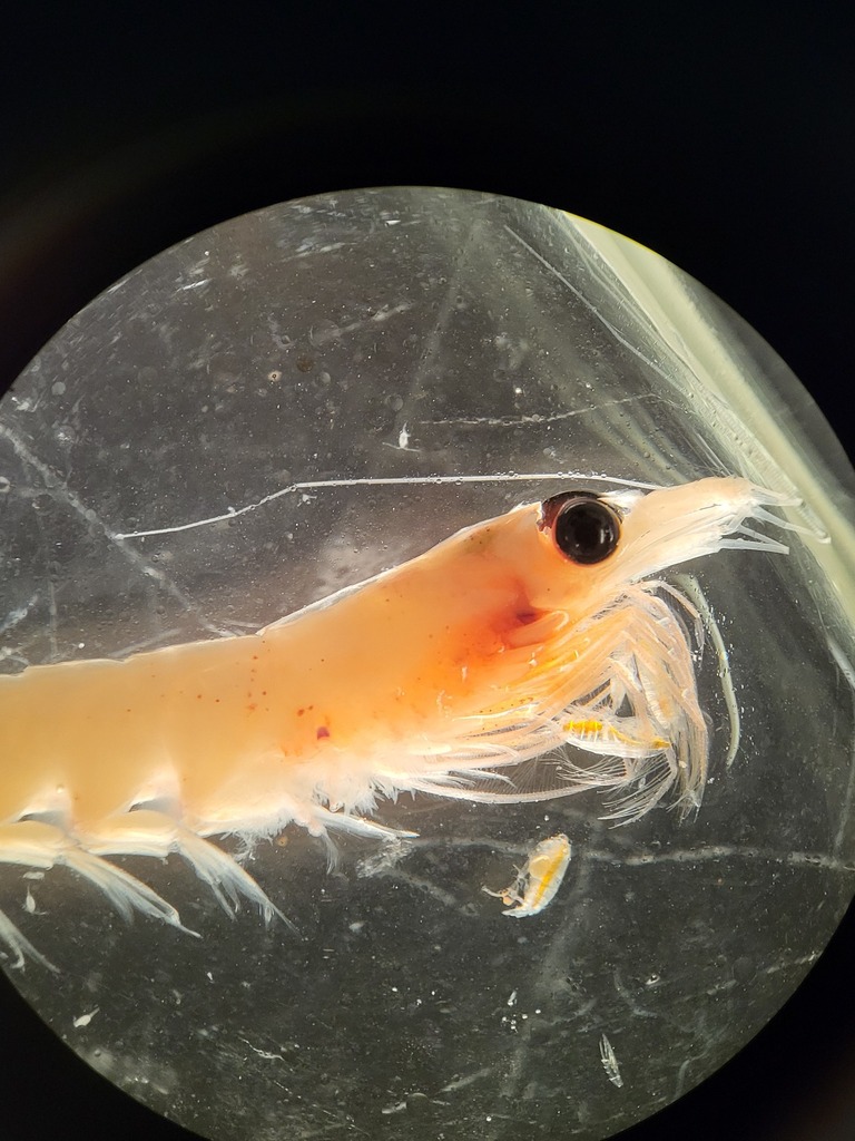 Northern Krill on August 30, 2024 by Leïla Brunner. Relevé ...