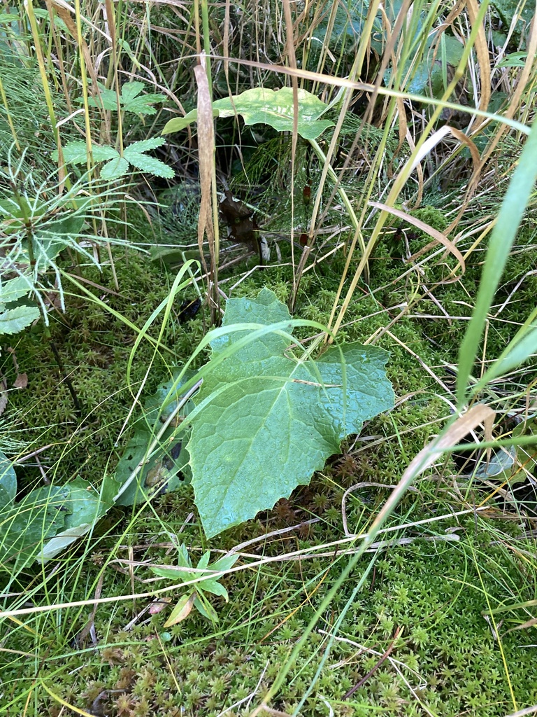 Arrowleaf Sweet Coltsfoot from Kananaskis, AB T0L, Canada on August 31 ...