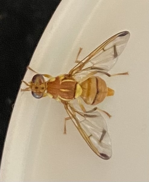 Melon Fly from Worli, Mumbai, Maharashtra, IN on October 26, 2024 at 04 ...