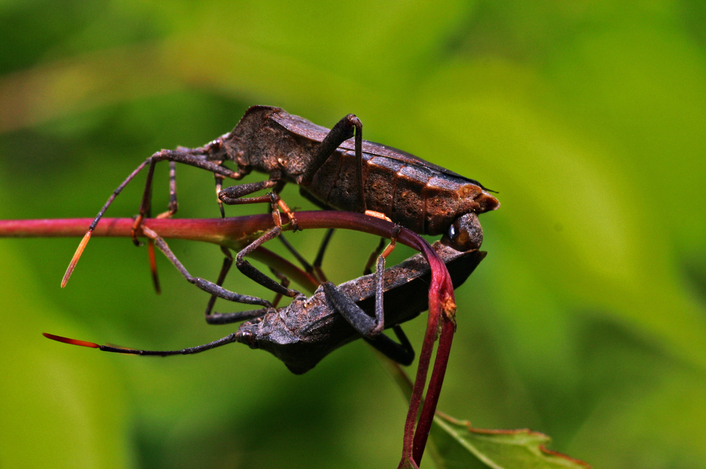 Ochrochira potanini from 中国北京市门头沟区 on June 05, 2010 at 10:06 AM by 罗心宇 ...