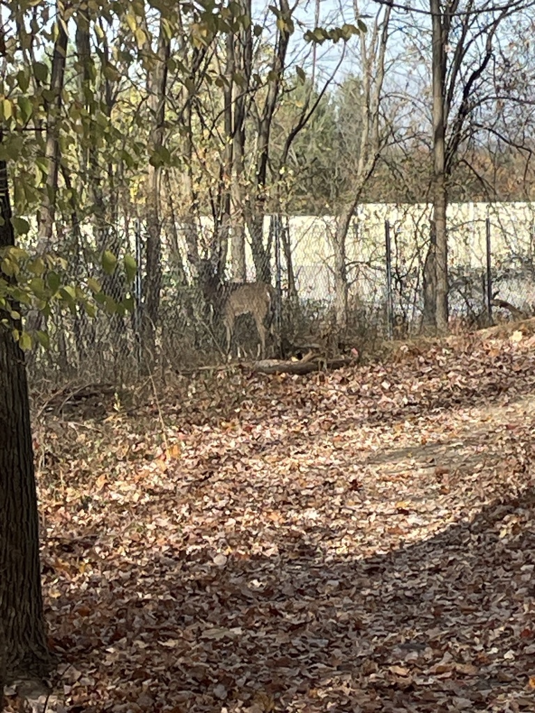White-tailed Deer from Summit Ln, Oreland, PA, US on November 4, 2024 ...