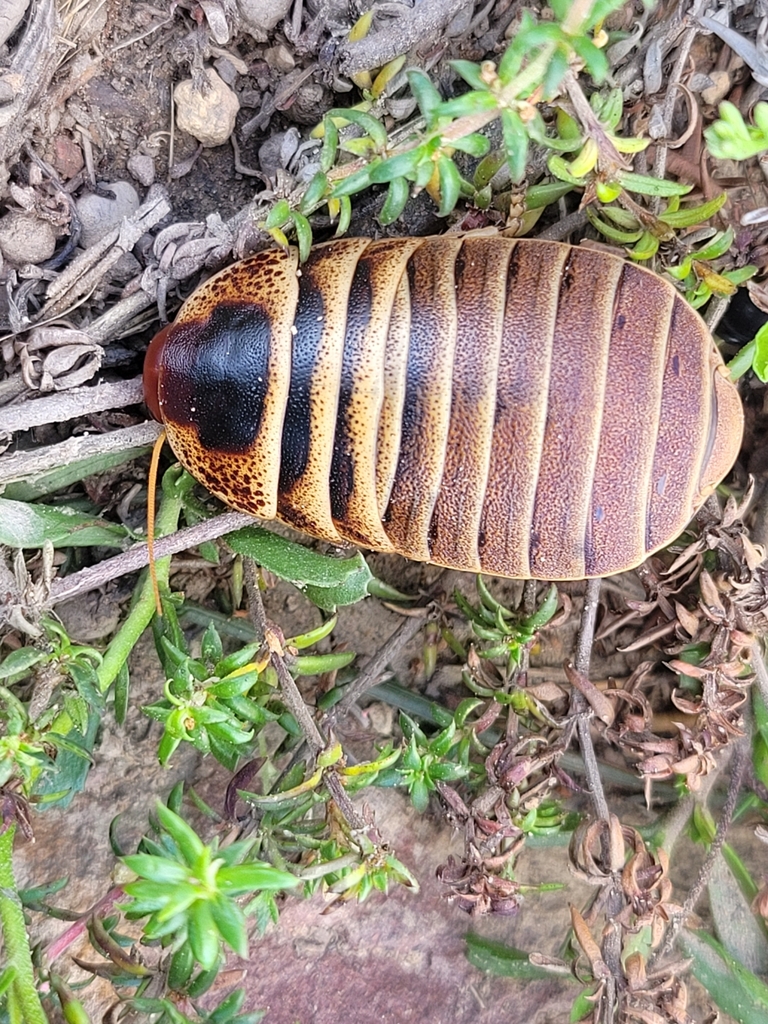 Cape Mountain Cockroach from Mountain Pastures. on November 3, 2024 at ...
