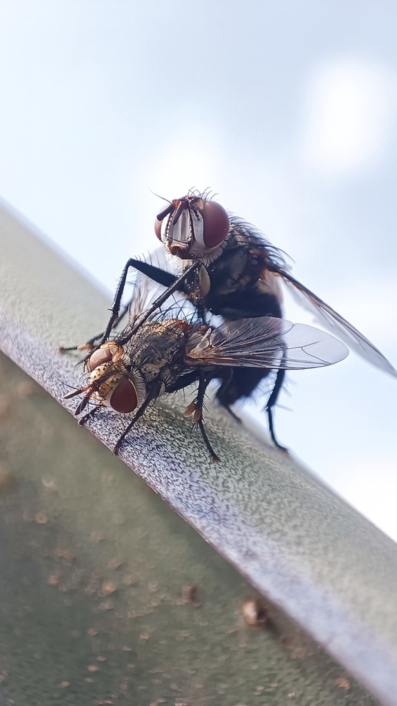 Exorista from 78465 S.L.P., México on November 1, 2024 at 01:33 PM by ...