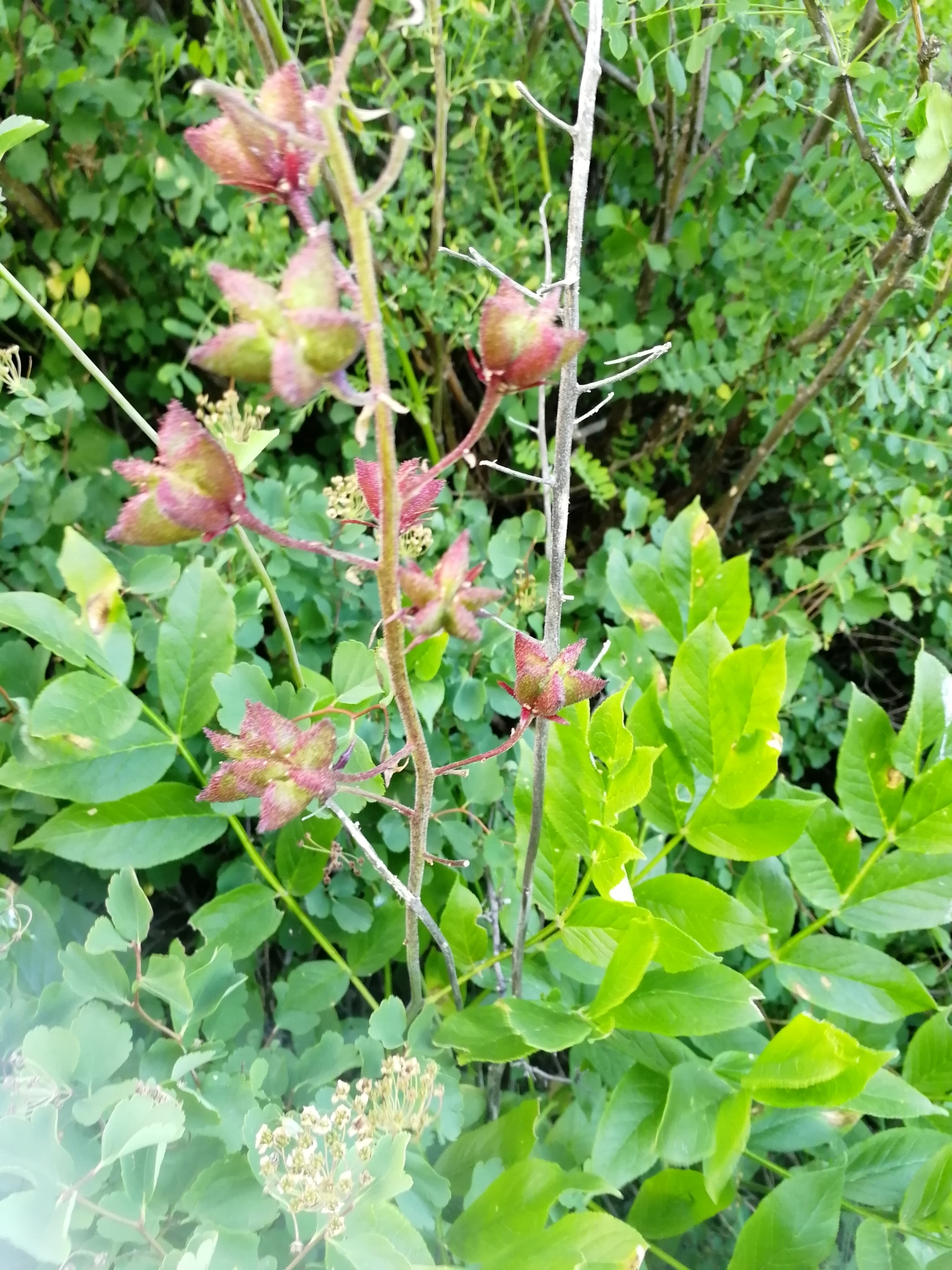 Dictamnus angustifolius G.Don ex Sweet