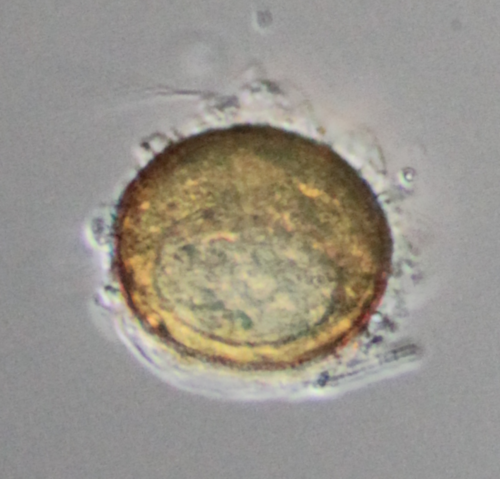 Pyxidicula patens · iNaturalist