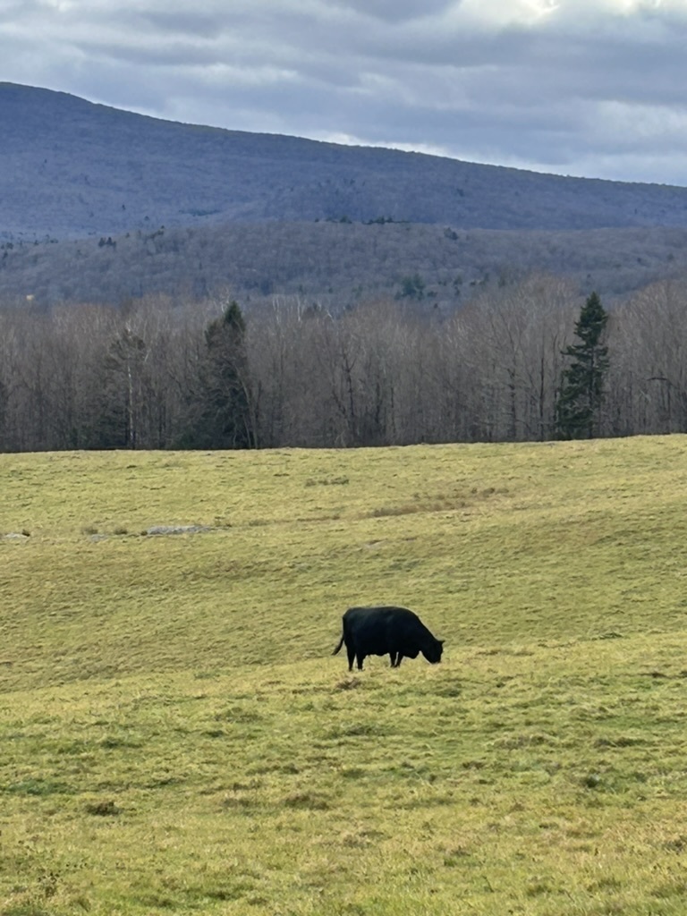 Domestic Cattle from Wilmington, VT, USA on November 02, 2024 at 02:46 ...