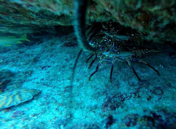 Caribbean Spiny Lobster from Reserva Natural Cueva del Indio, Arecibo ...