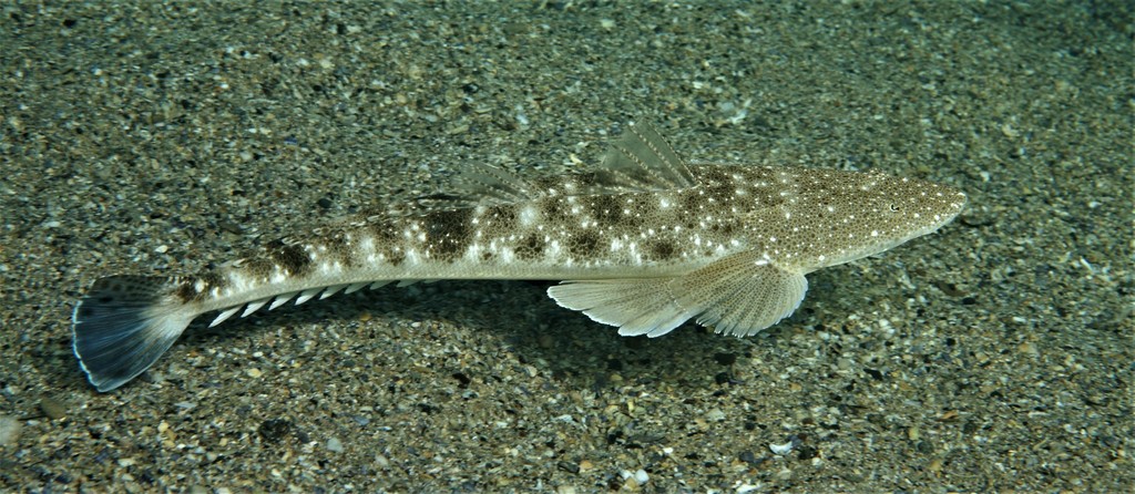 Dusky Flathead (Fishes of Cabbage Tree Bay Aquatic Reserve, Sydney ...