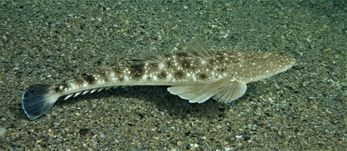 Dusky Flathead (Fishes of Cabbage Tree Bay Aquatic Reserve, Sydney ...