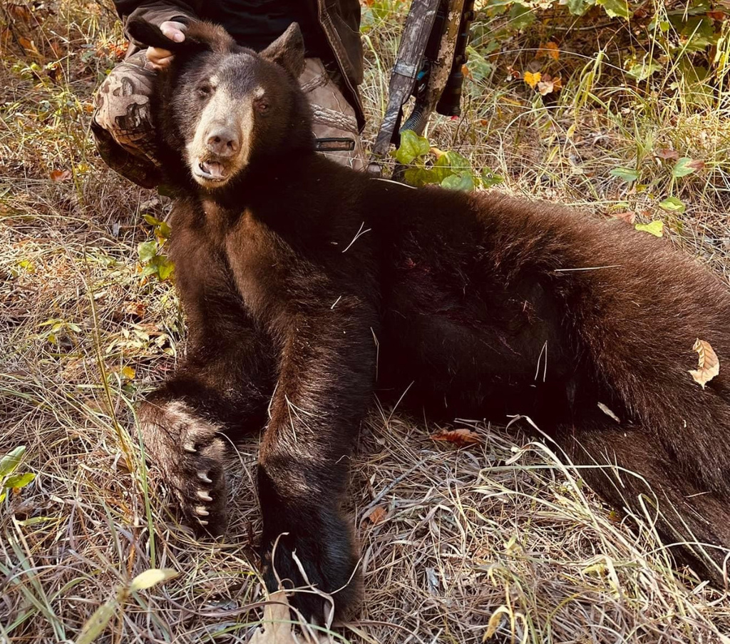American Black Bear from Ouachita National Forest, Waldron, AR, US on ...