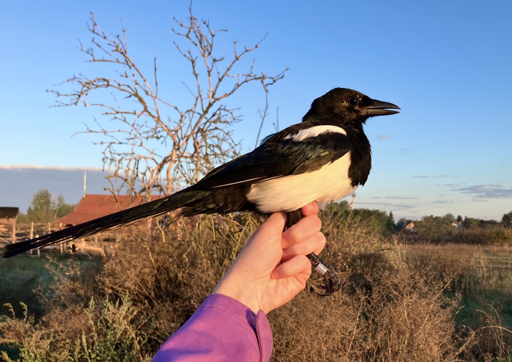Eurasian Magpie from Lake Ludas, Subotica, Ap Vojvodina, RS on October ...
