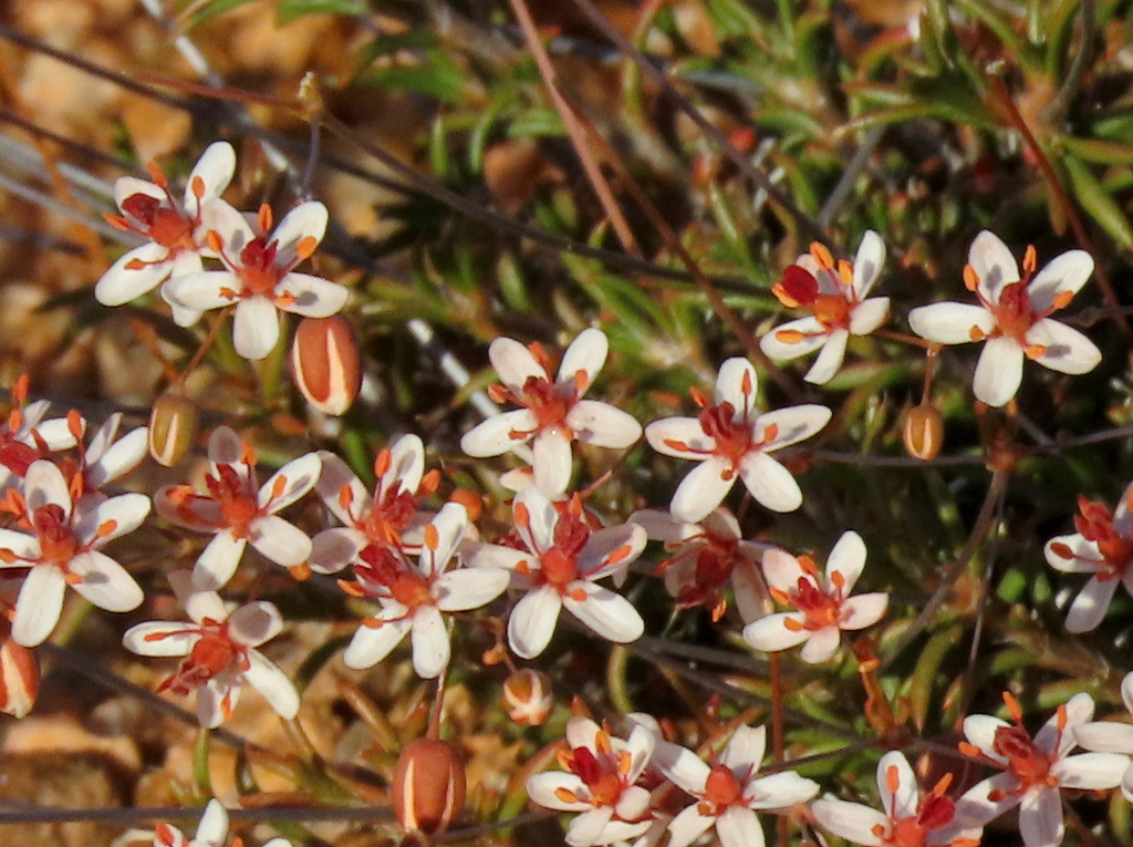 Tall Spookasem from Namakwa District Municipality, South Africa on ...