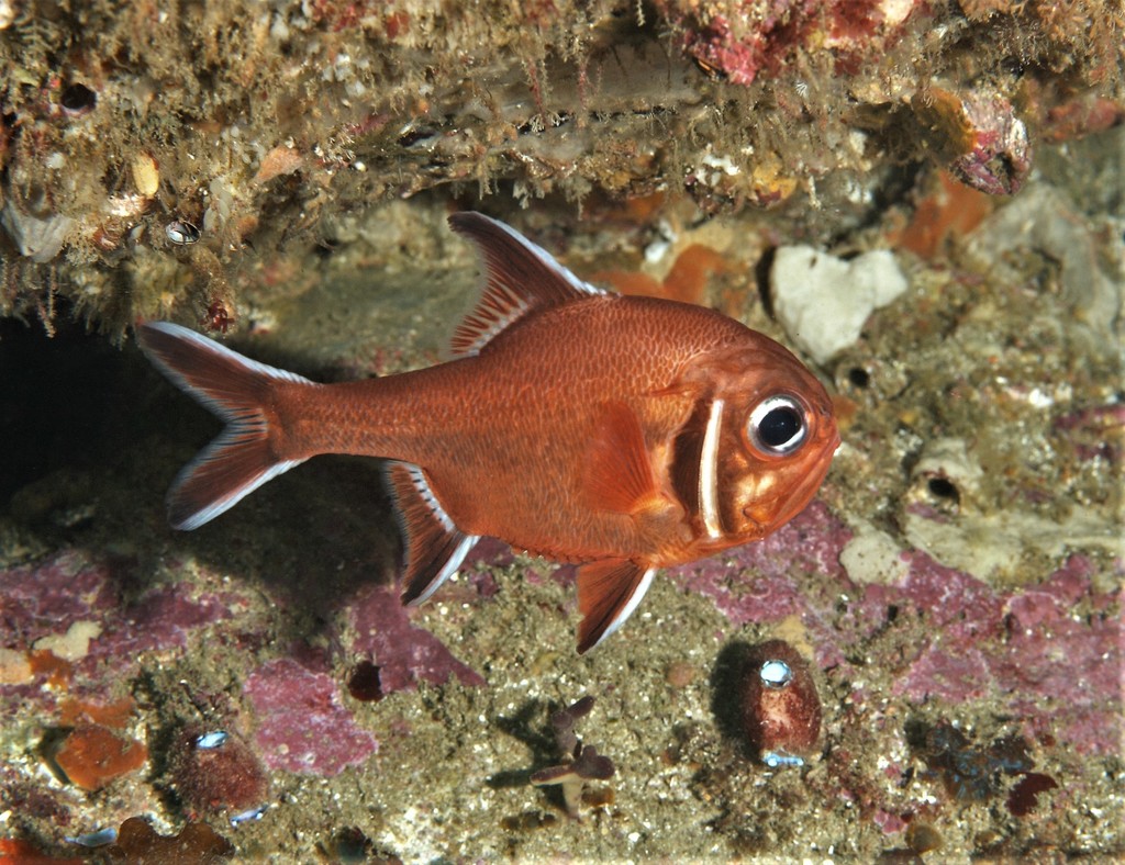 Southern Roughy (Trachichthys australis) - Marine Life Identification