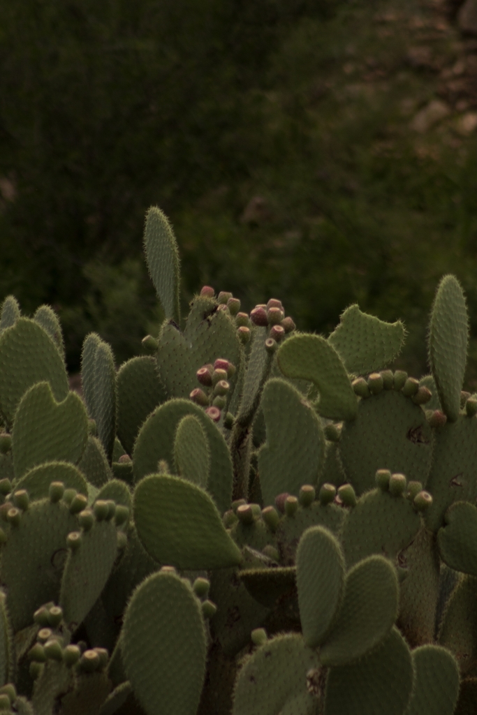 Prickly Pears from PWH6+WX, 34744 La Concha, Dgo., México on August 9 ...