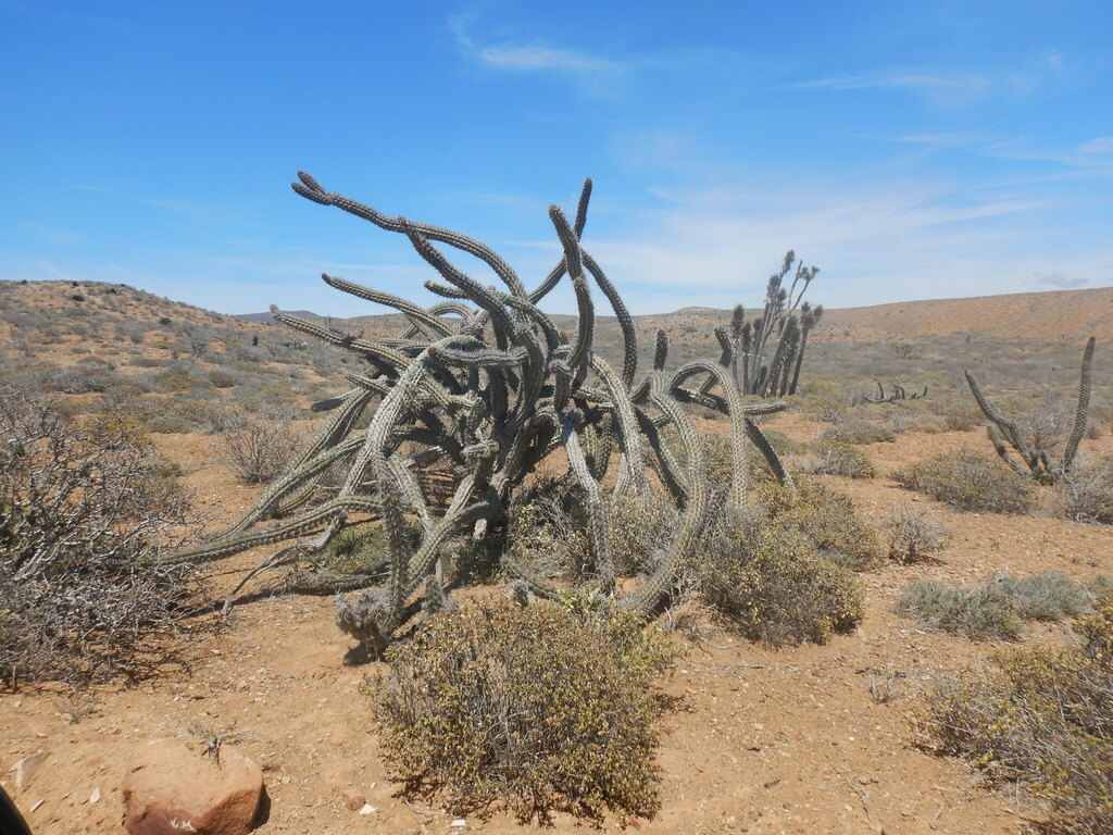 Pitaya de Baja California desde San Quintín, B.C., México el 06 de ...