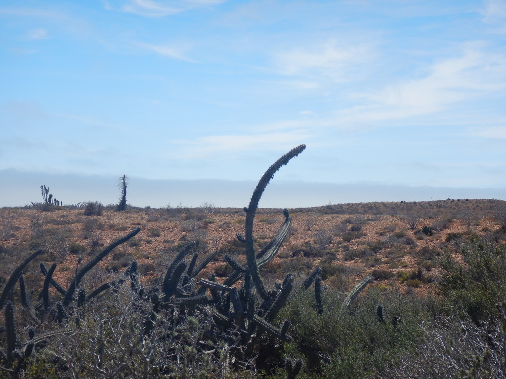 Galloping Cactus from San Quintín, B.C., México on June 6, 2024 at 01: ...