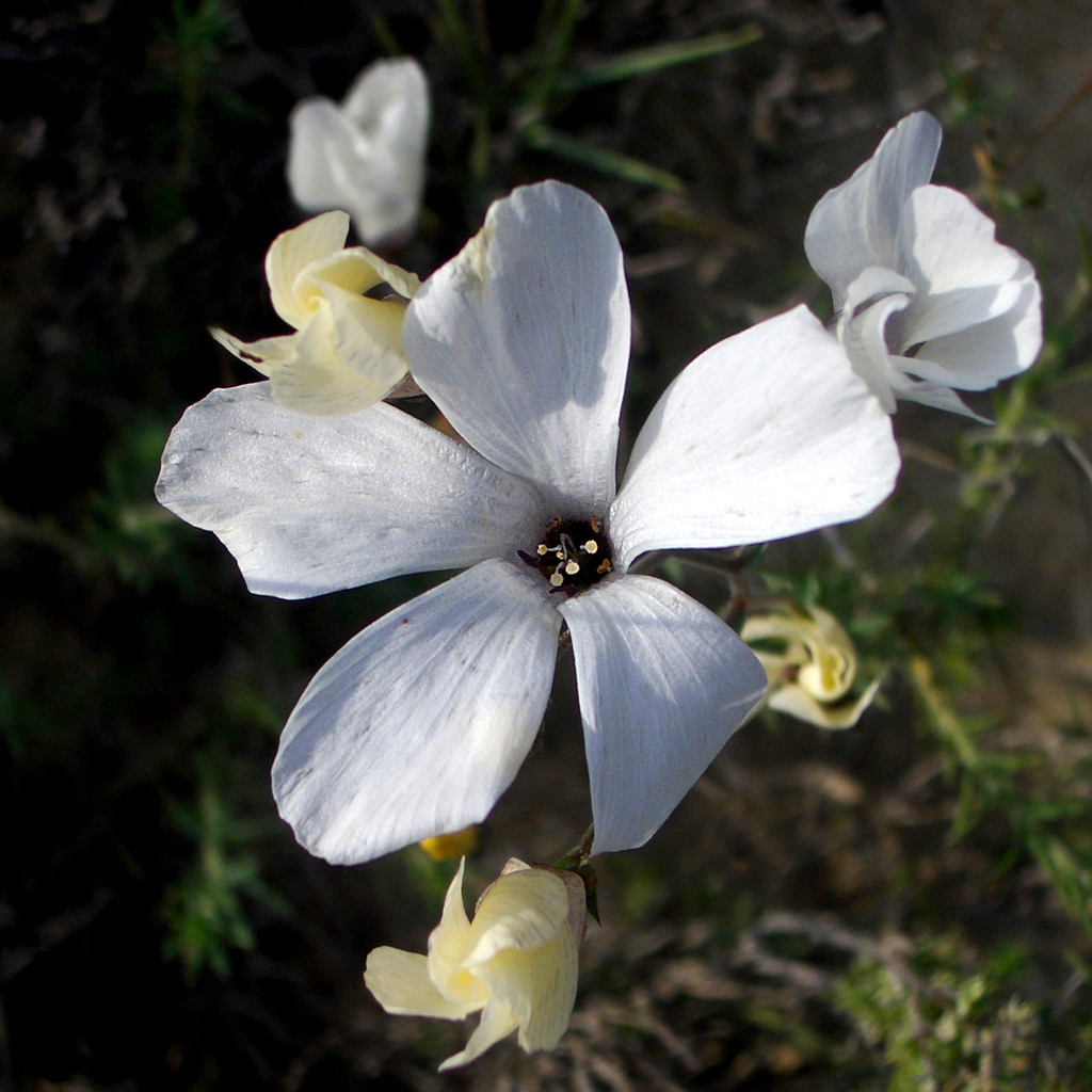 flaxes (Genus Linum) (Wildflowers of TRAC Guide ) · iNaturalist