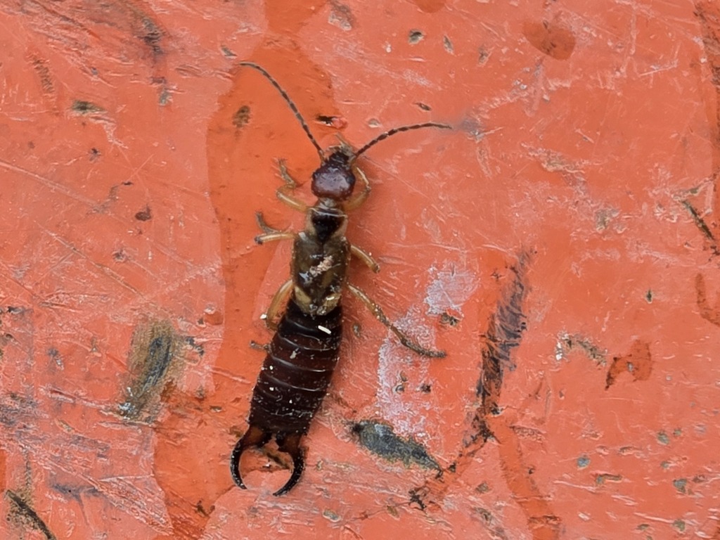Western Earwig from Jackson County, OR, USA on October 11, 2024 at 12: ...