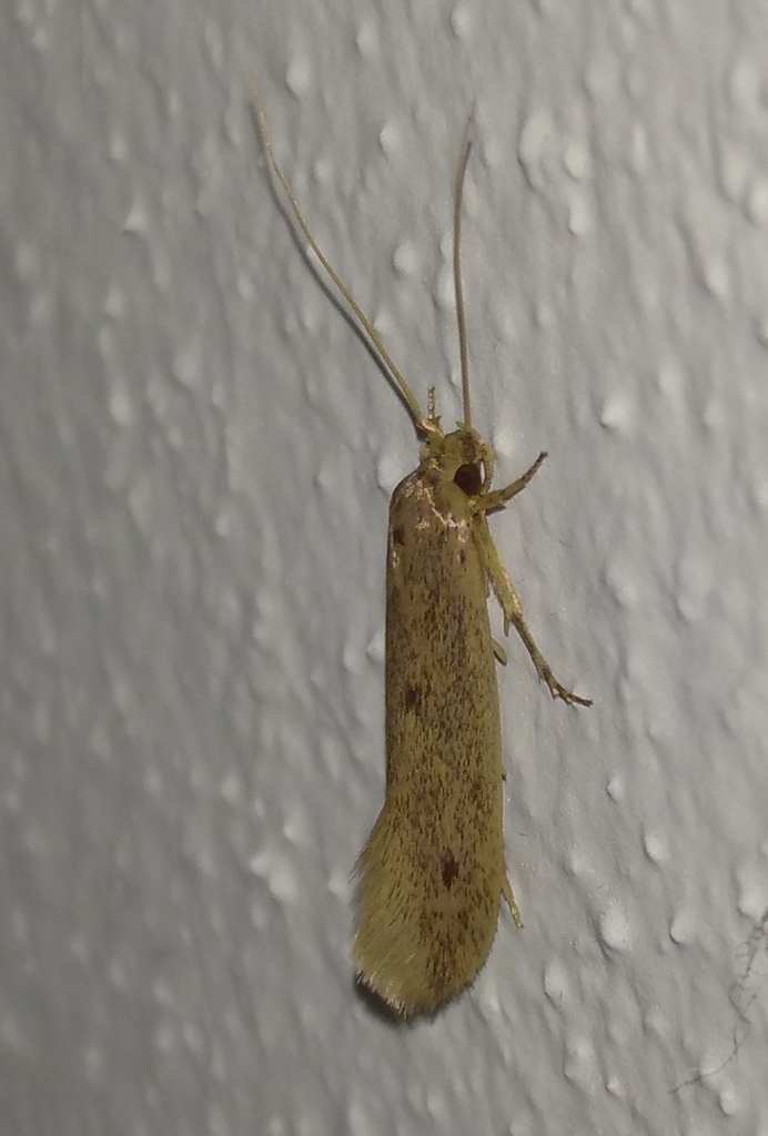 Sugar-cane Moth from Biscoitos, Portugal on October 19, 2024 at 08:48 ...