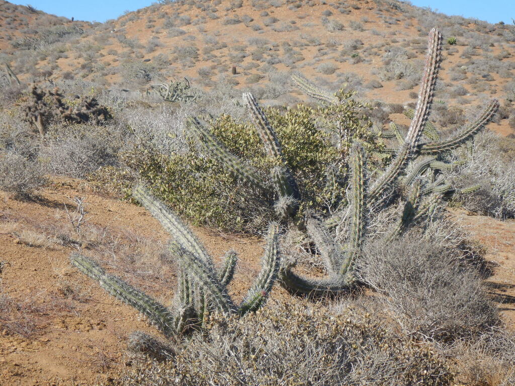 Galloping Cactus from San Quintín, B.C., México on June 28, 2024 at 03: ...