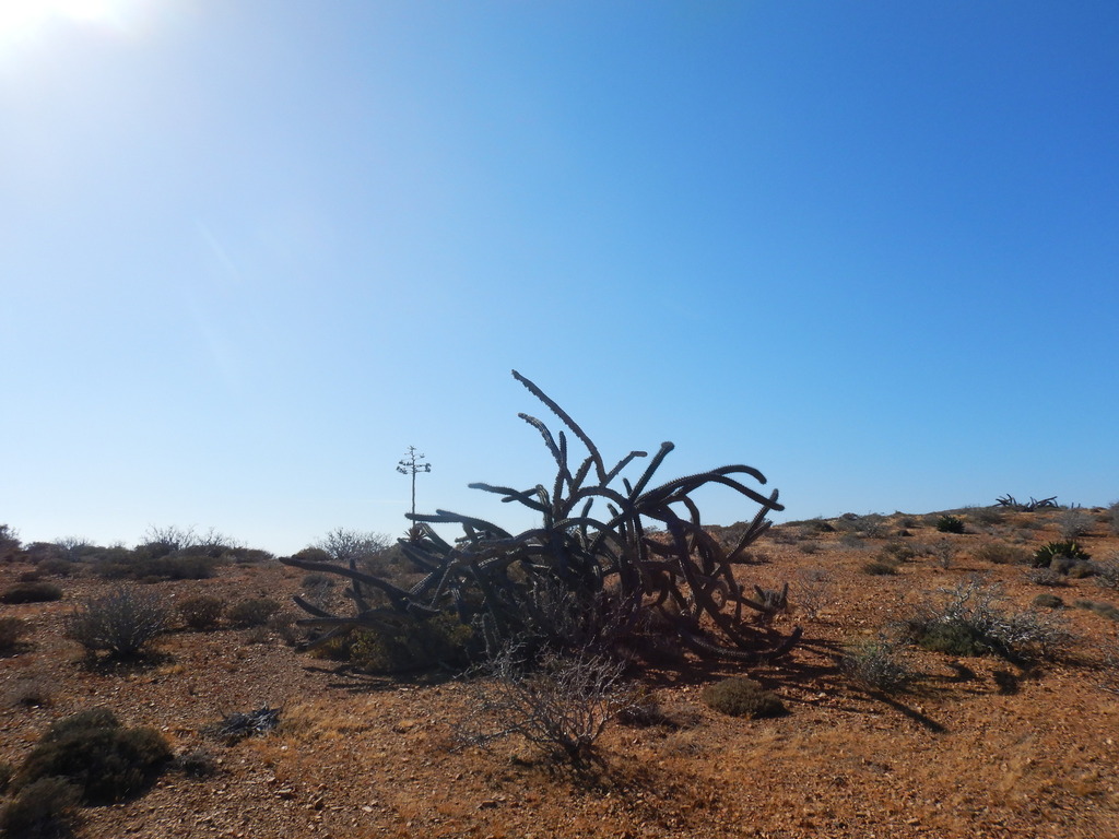 Galloping Cactus from San Quintín, B.C., México on June 28, 2024 at 03: ...