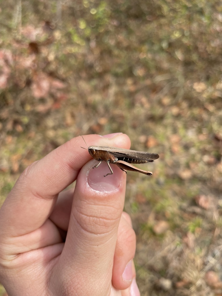 Brown Winter Grasshopper from Courtland, VA, US on November 1, 2024 at ...