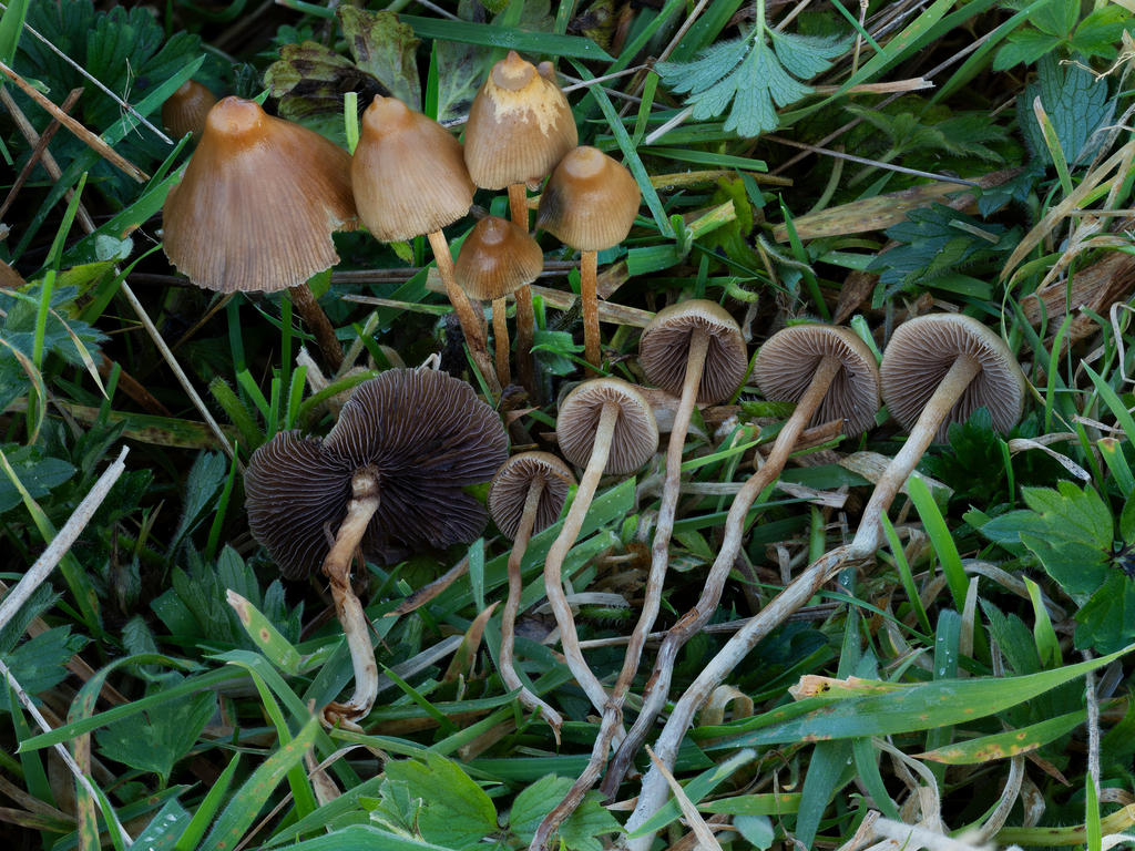 Liberty Cap in October 2024 by James Conway · iNaturalist