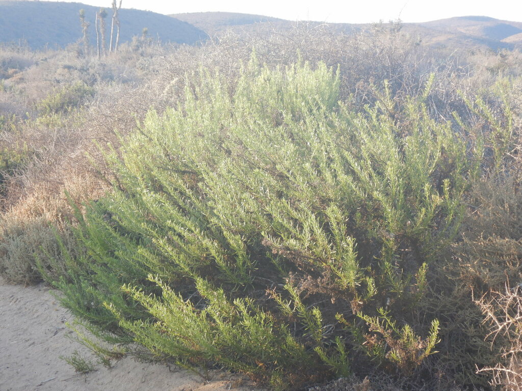Artemisa de California desde San Quintín, B.C., México el 10 de julio ...
