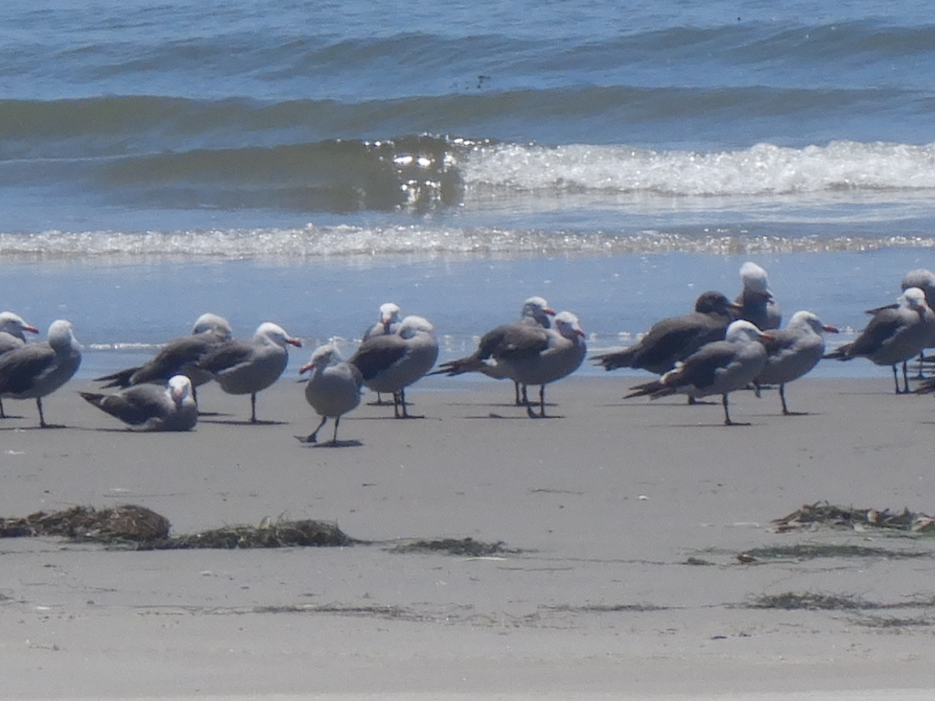 Gaviota Plomiza desde San Quintín, B.C., México el 16 de julio de 2024 ...