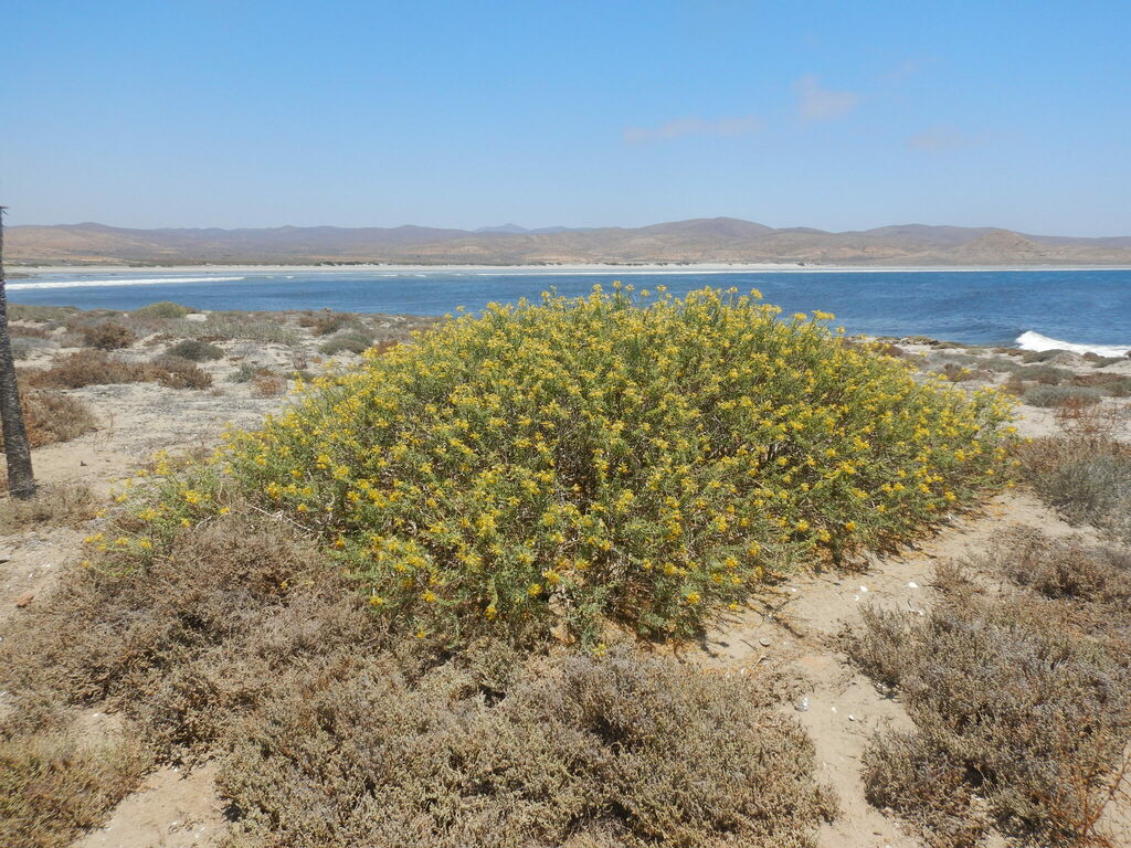 Bladderpod from San Quintín, B.C., México on July 16, 2024 at 12:15 PM ...