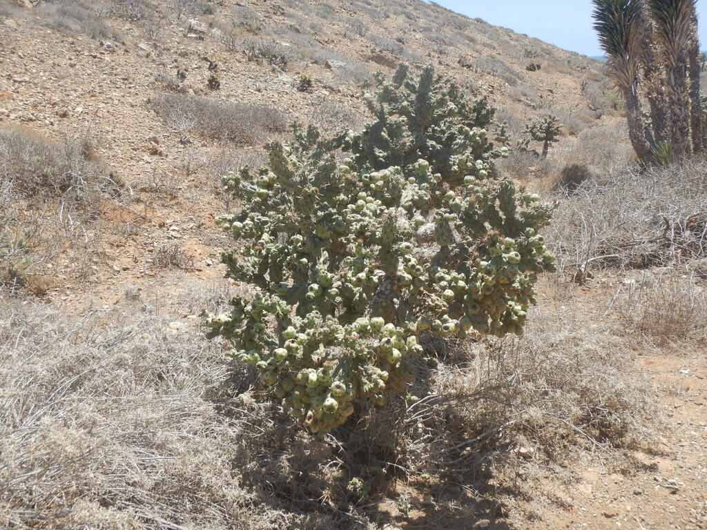 Coast Cholla from San Quintín, B.C., México on July 16, 2024 at 12:33 ...