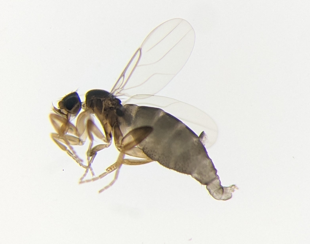 Metopina from Centerville, OH, USA on November 02, 2024 by George ...