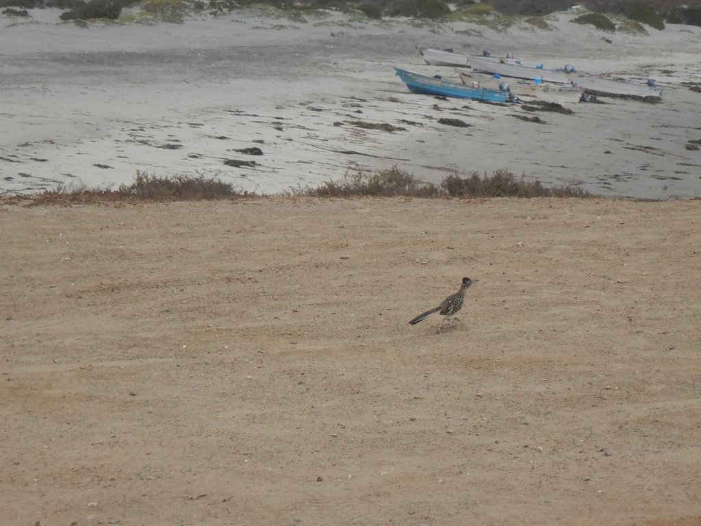 Greater Roadrunner from San Quintín, B.C., México on July 19, 2024 at ...