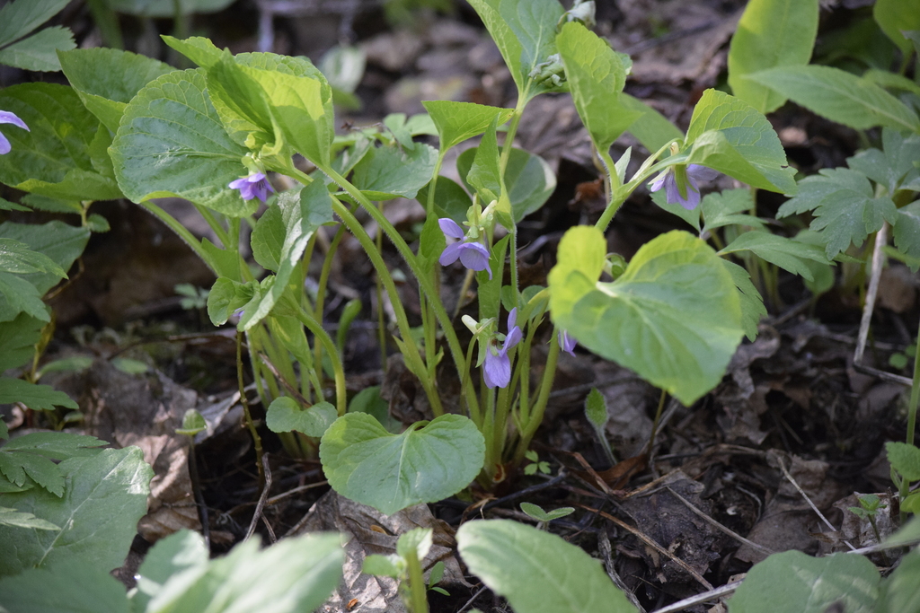 Broad-leaved Violet from Лужский р-н, Ленинградская обл., Россия on May ...