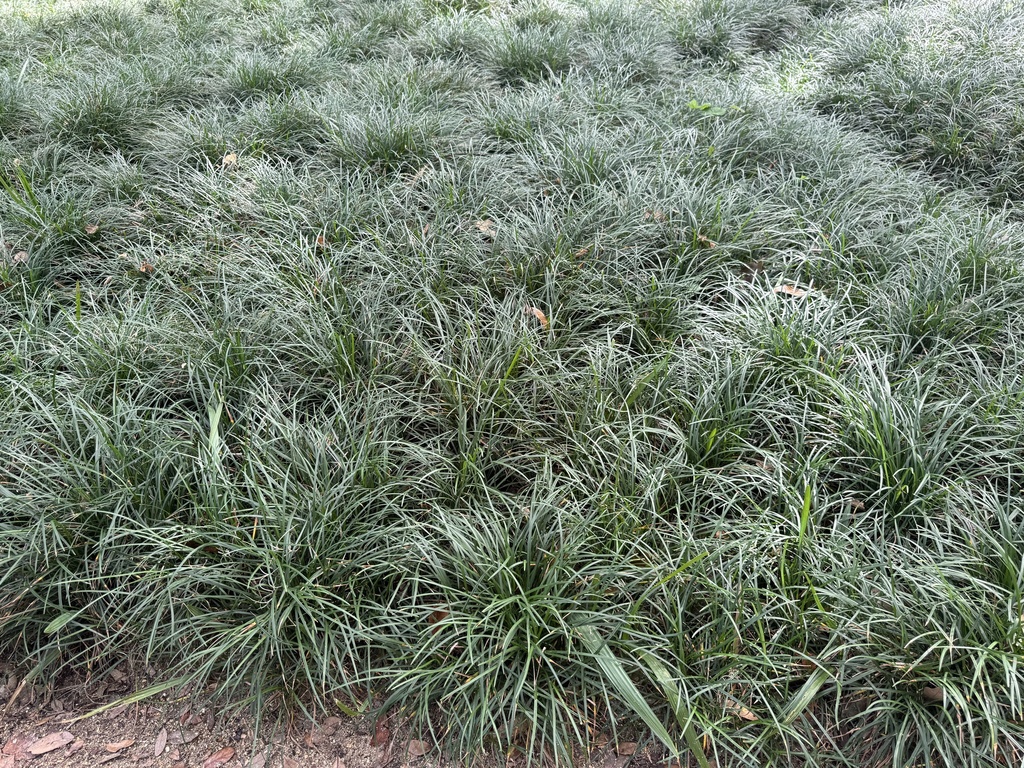 Dwarf Lily-turf from Washington Oaks Gardens State Park, Palm Coast, FL ...