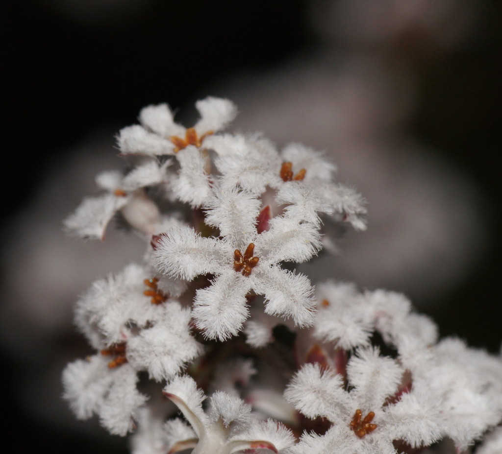common beard-heath from Halls Gap VIC 3381, Australia on November 7 ...