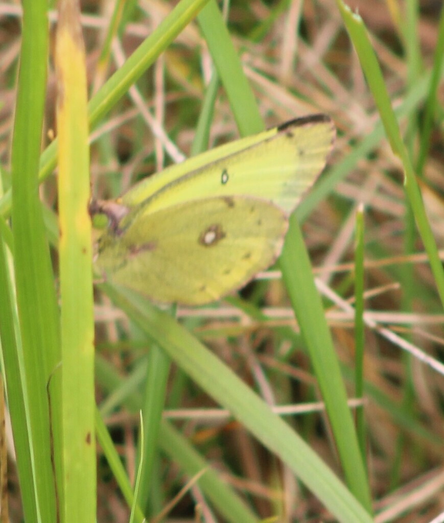 Clouded Sulphur from Huron County, ON, Canada on November 4, 2024 at 01 ...