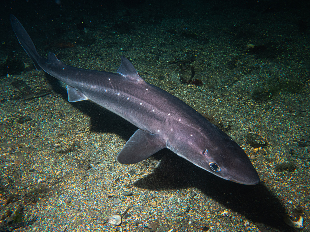 North Pacific Spiny Dogfish from Lions Bay, BC, Canada on September 2 ...