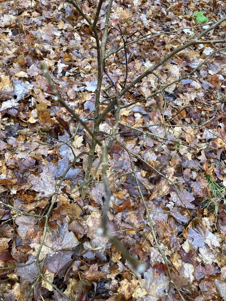 eastern leatherwood from Bewabic State Park, Crystal Falls, MI, US on ...