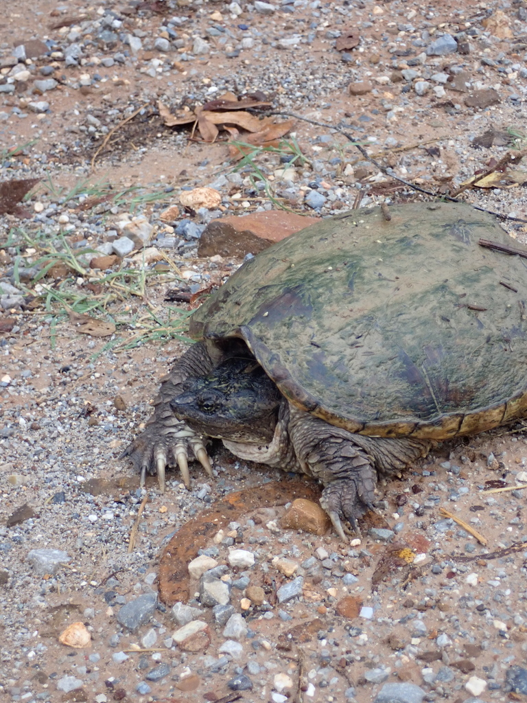 Common Snapping Turtle from Madison County, AR, USA on November 04 ...